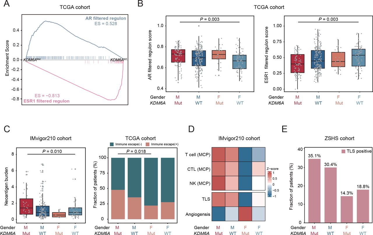 Gender disparities in clinical outcomes of urothelial carcinoma linked ...
