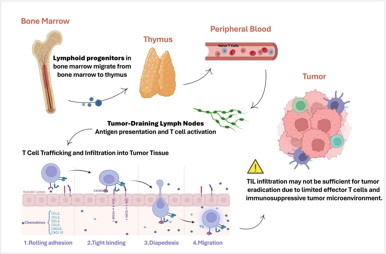 Tumour-infiltrating lymphocyte therapy landscape: prospects and ...